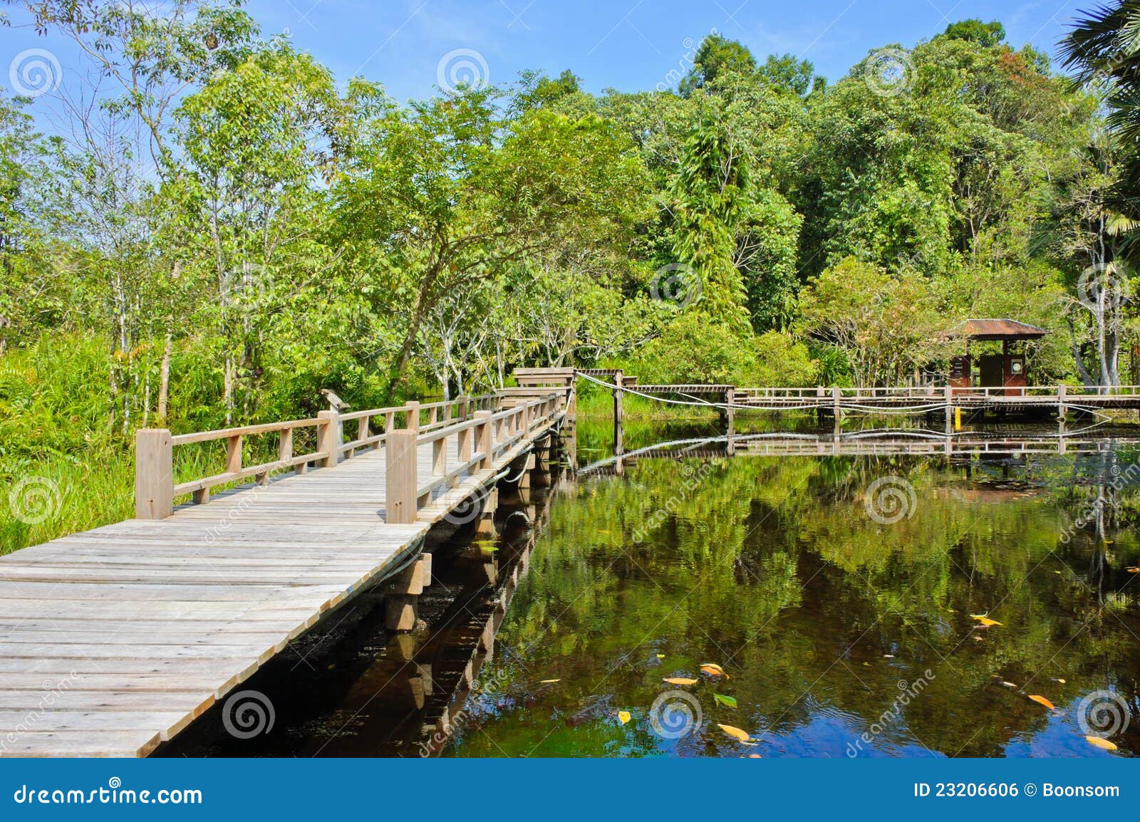 Wood Bridge in Peat Swamp Forest Stock Photo - Image of swamp, water ...