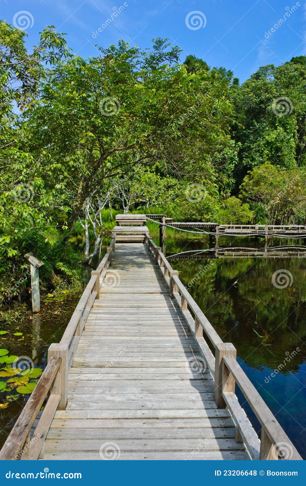 Swamp In Forest View From Drone. Swampy Landscape. View Of An ...