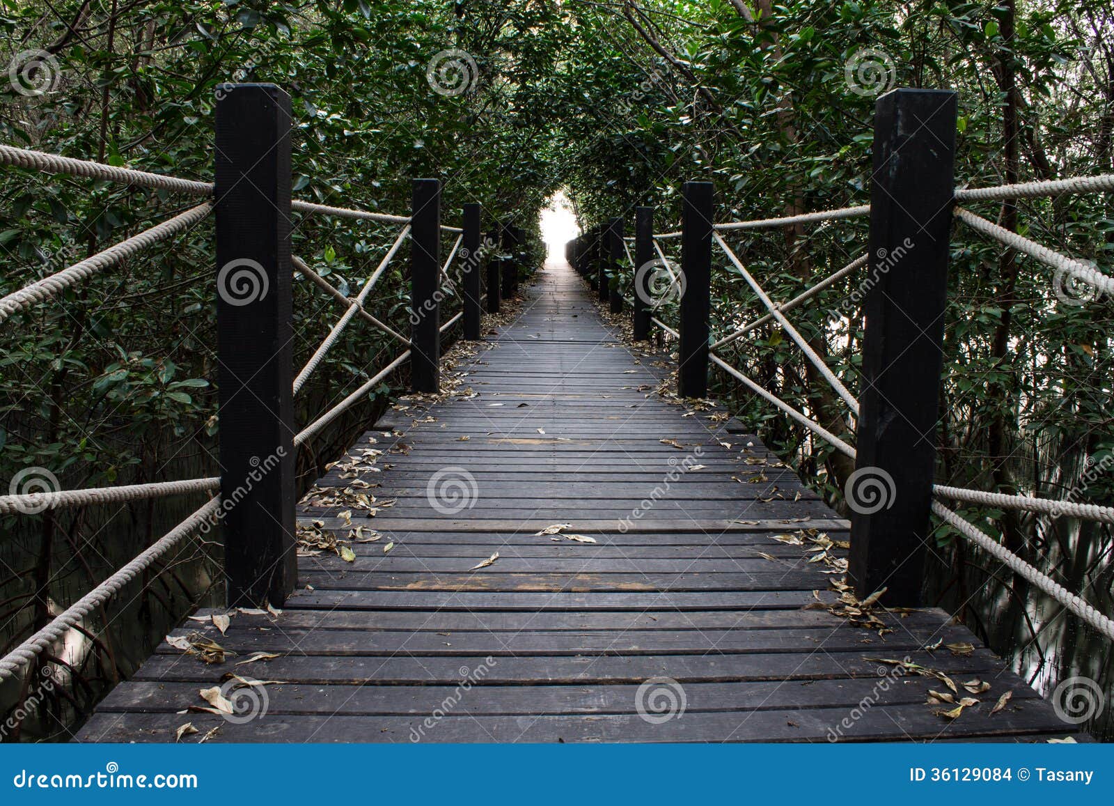 Wood bridge stock photo. Image of trees, forest, nature - 36129084