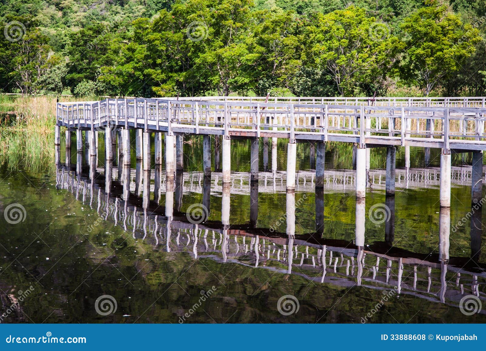 Wood bridge stock photo. Image of panorama, swamp, tree - 33888608
