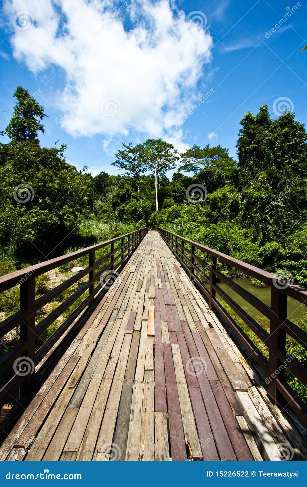 Wood Bridge To Jungle with Sky Stock Photo - Image of nature ...