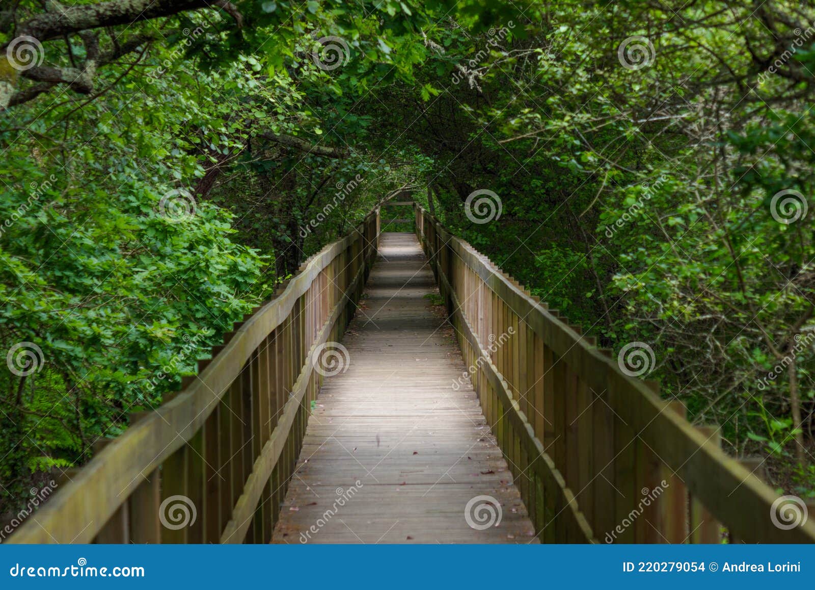 Wood Bridge Walkway in a Wild Forest. Trees Over the Platform Stock ...