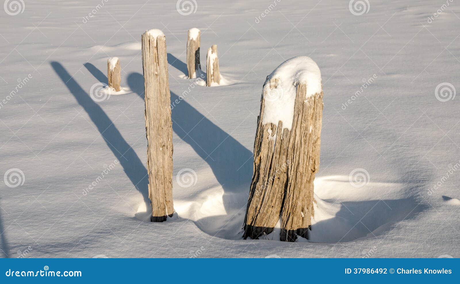 Wood Broken Off Trees in Snow Stock Photo - Image of environment, color ...