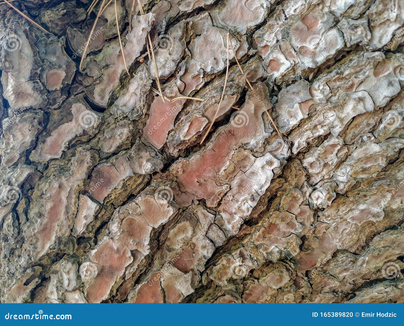 Wood Brown Beach Pine Tree Texture Closeup Natural Background Stock ...