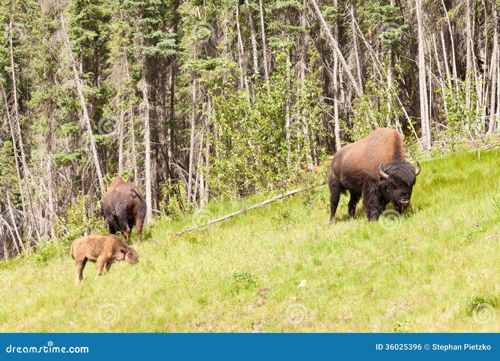 Wood Buffalo Herd Bison Bison Athabascae Grazing Stock Photo - Image of ... Wood Buffalo Herd Bison Bison Athabascae Grazing Stock Photo - Image of ...