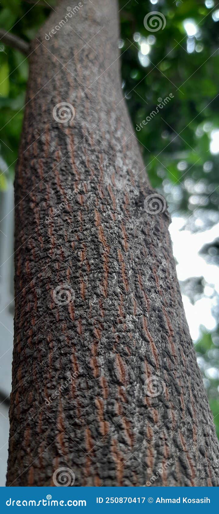 Wood buni from Indonesia stock image. Image of leaf - 250870417