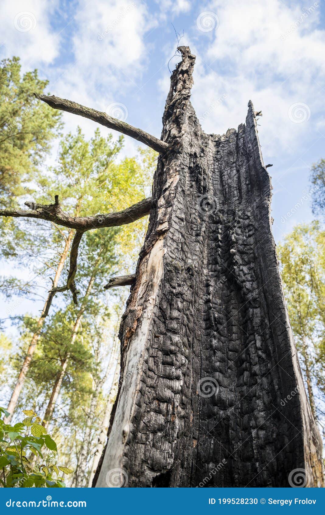 Wood Burned after a Lightning Strike Stock Photo - Image of taiga, wood ...