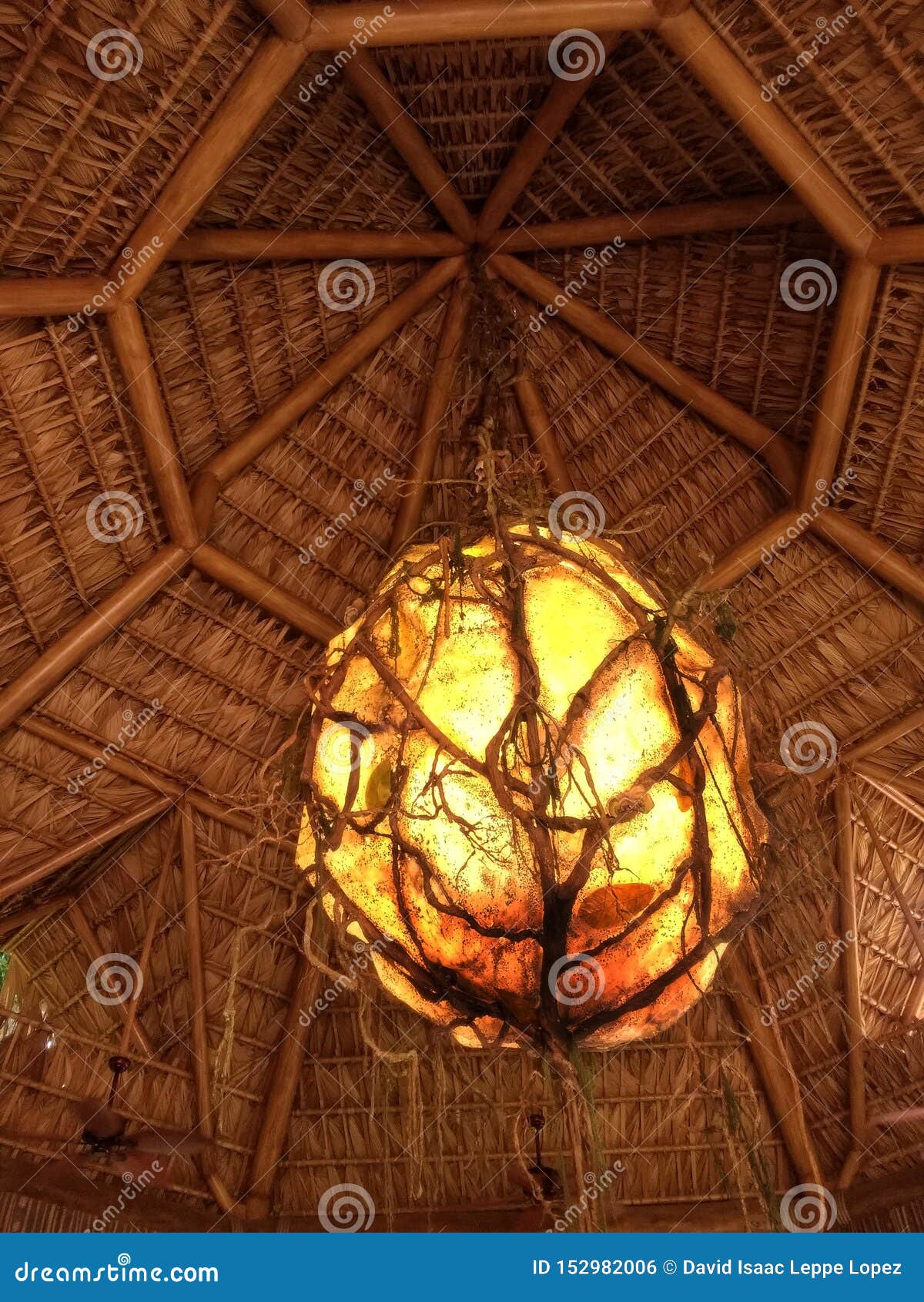 Wood Ceiling Holding a Big Cocoon by Vines Stock Photo - Image of light ...
