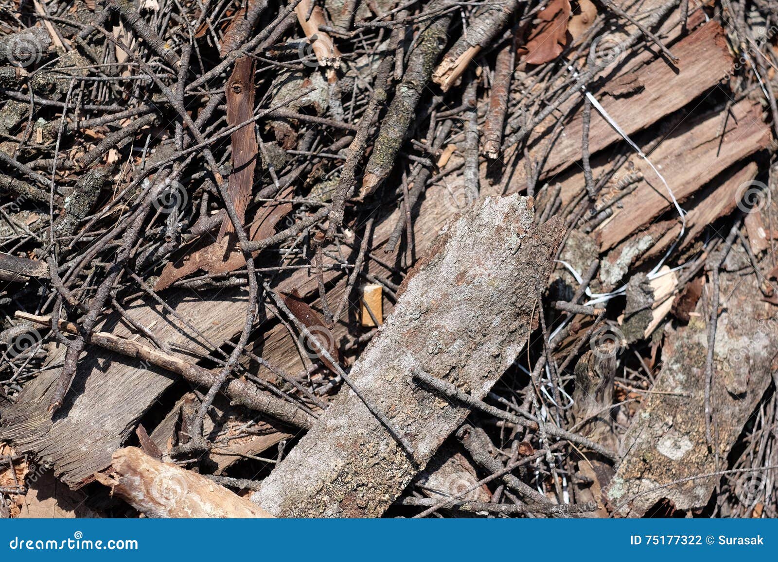 Wood chip and Trees stock photo. Image of round, mature - 75177322