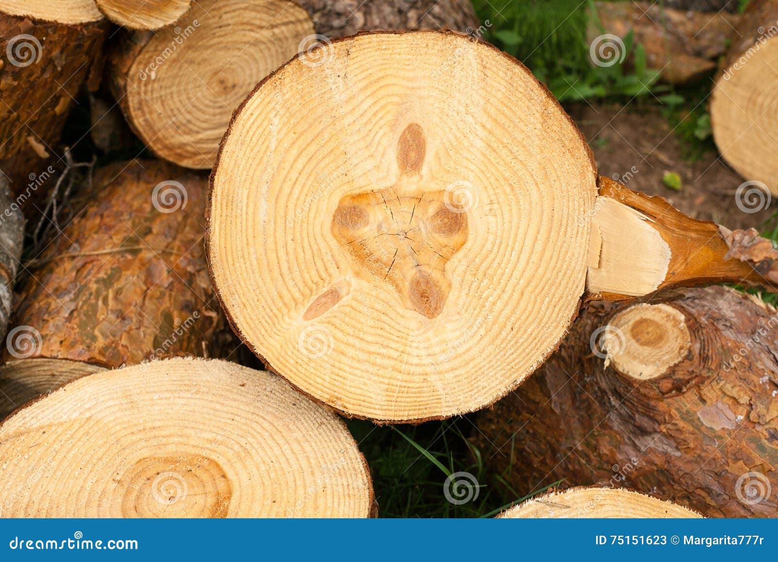 Wood circle texture stock image. Image of rough, background - 75151623