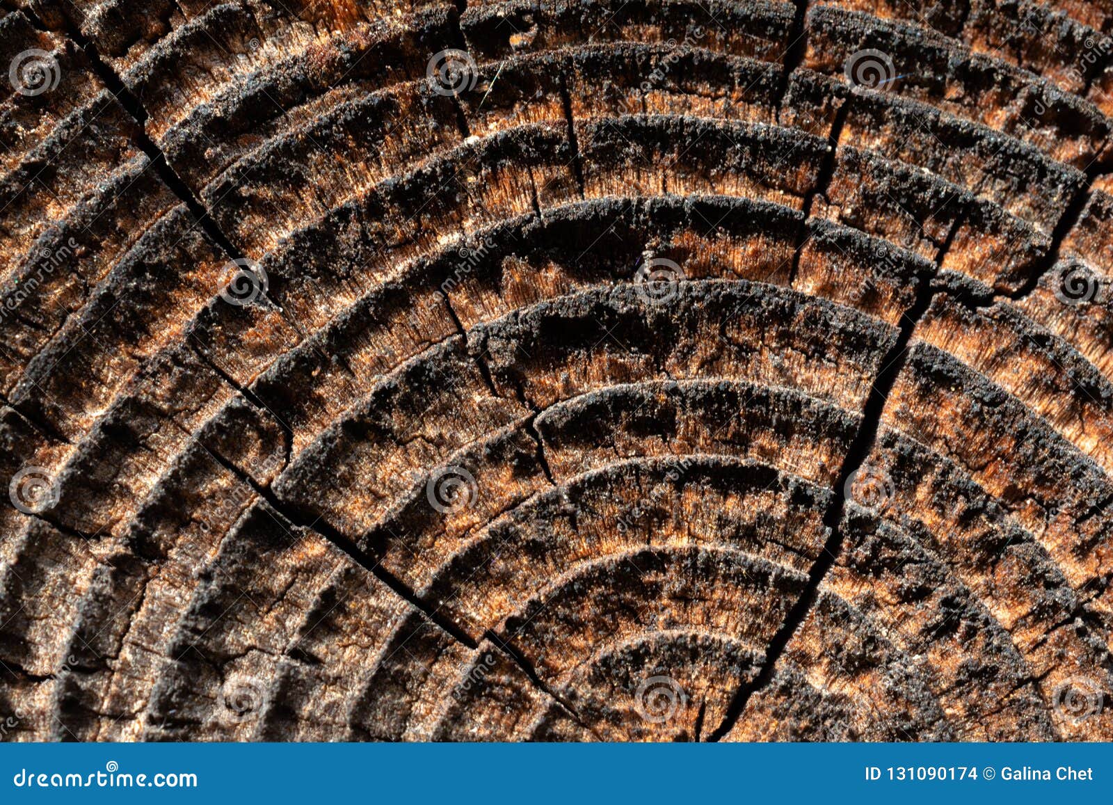 Wood Circle Texture Slice Background Stock Photo - Image of detail ...