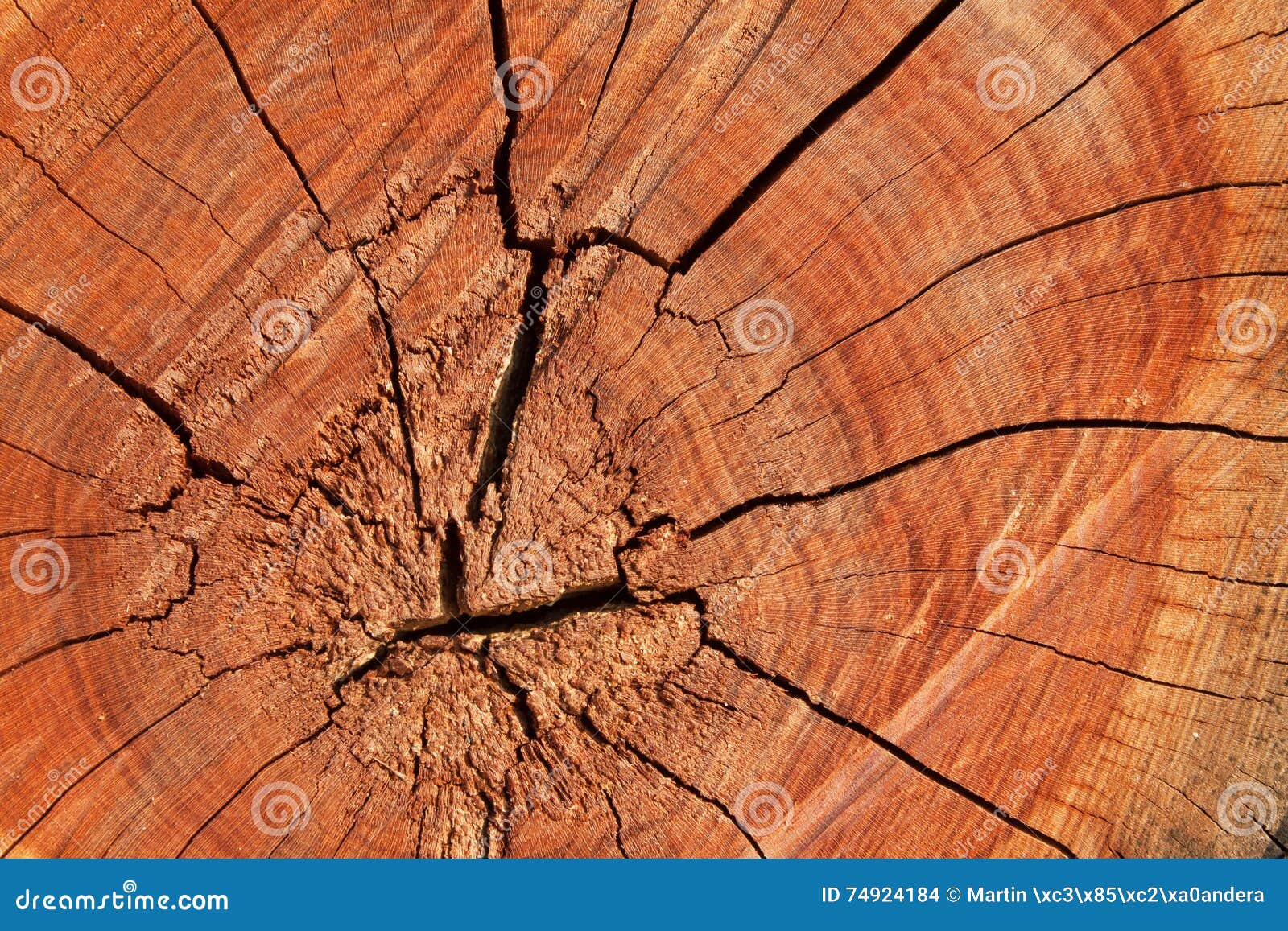 Wood Circle Texture Slice Background. Tree Rings. Stock Photo - Image ...