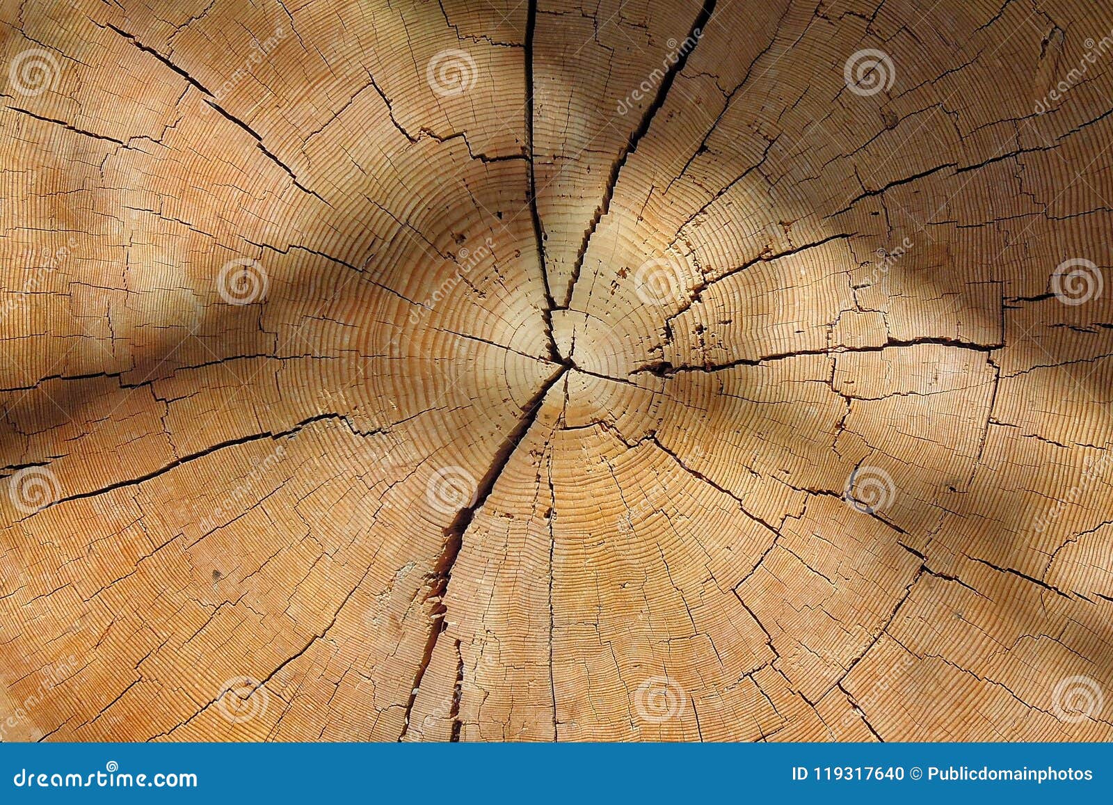 Wood, Close Up, Texture, Tree Picture. Image: 119317640