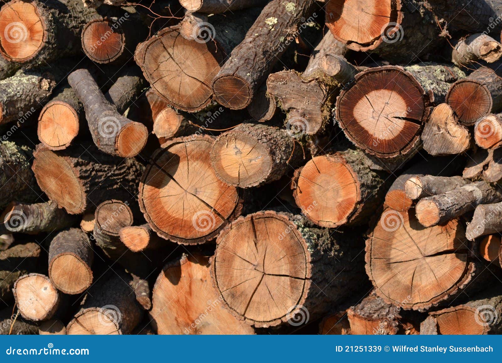 A wood collection stock image. Image of collection, nature - 21251339