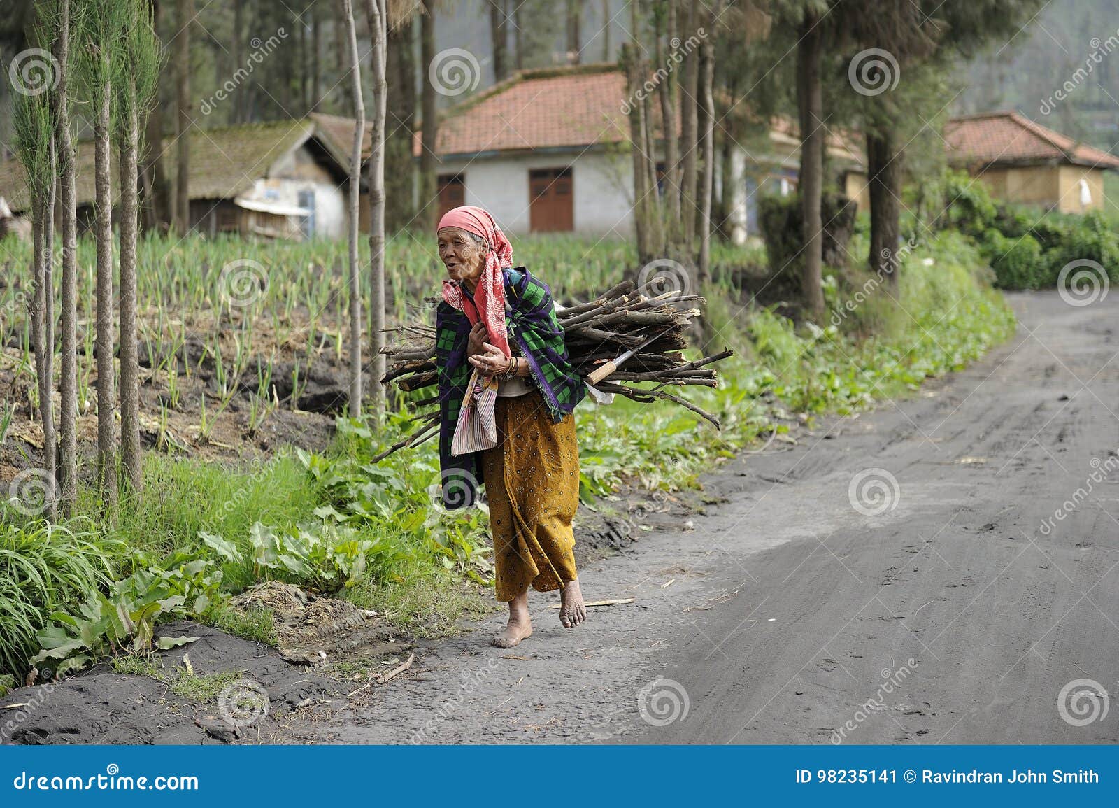 Wood Collector editorial photo. Image of java, wood, mountains - 98235141