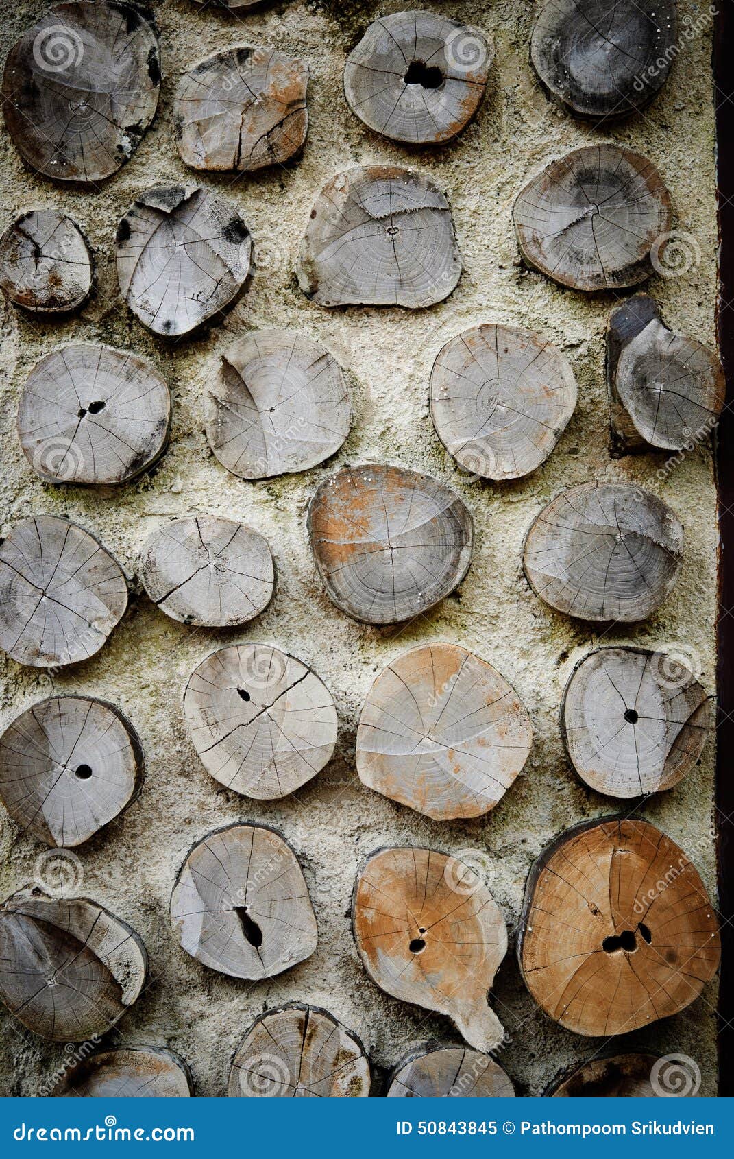 Wood in concrete wall stock image. Image of pattern, tree - 50843845