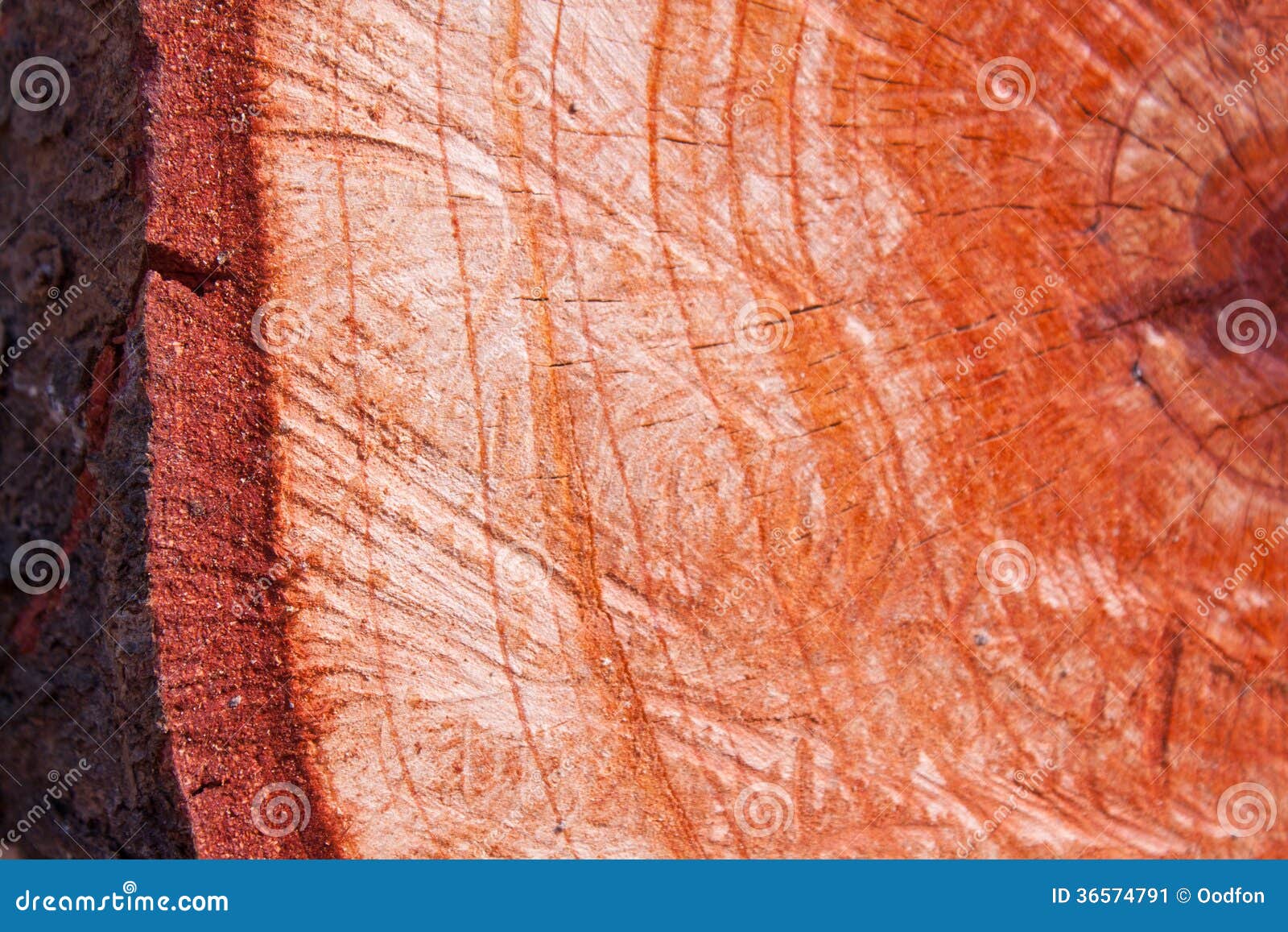 Wood core texture stock image. Image of natural, herb - 36574791