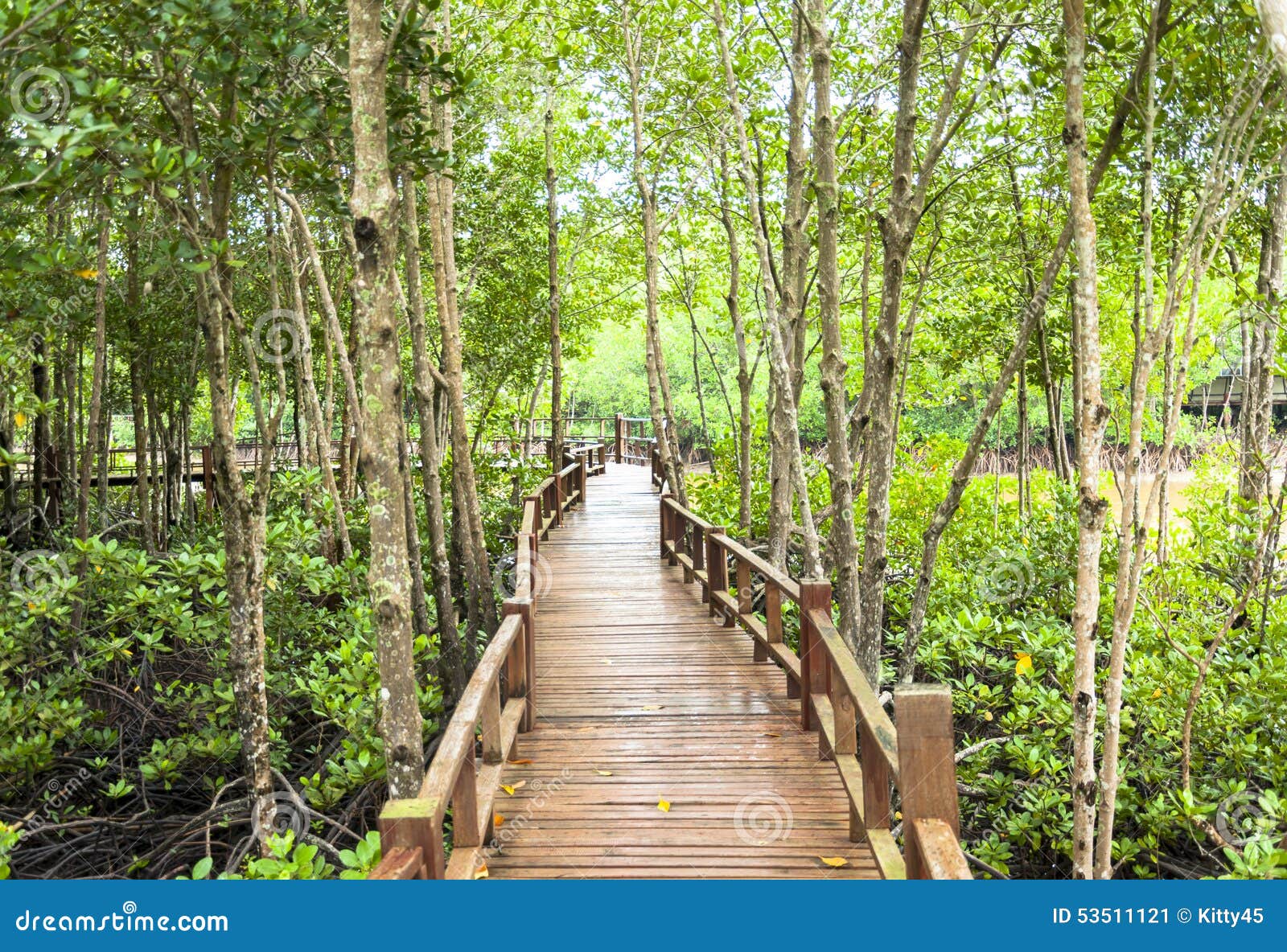 Wood Corridor at Mangrove Forest Stock Image - Image of wood, corridor ...