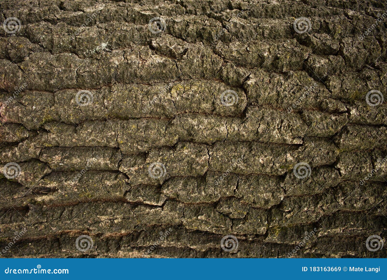 Wood Cortex Texture Rugged, Ridged Surface, Trunk Closeup Stock Image ...