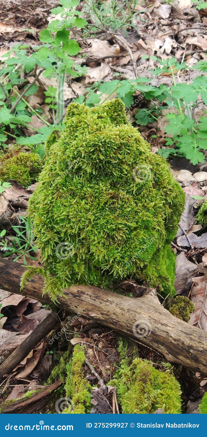The Wood is Covered with Moss in the Form of a Mythical Creature Stock ...
