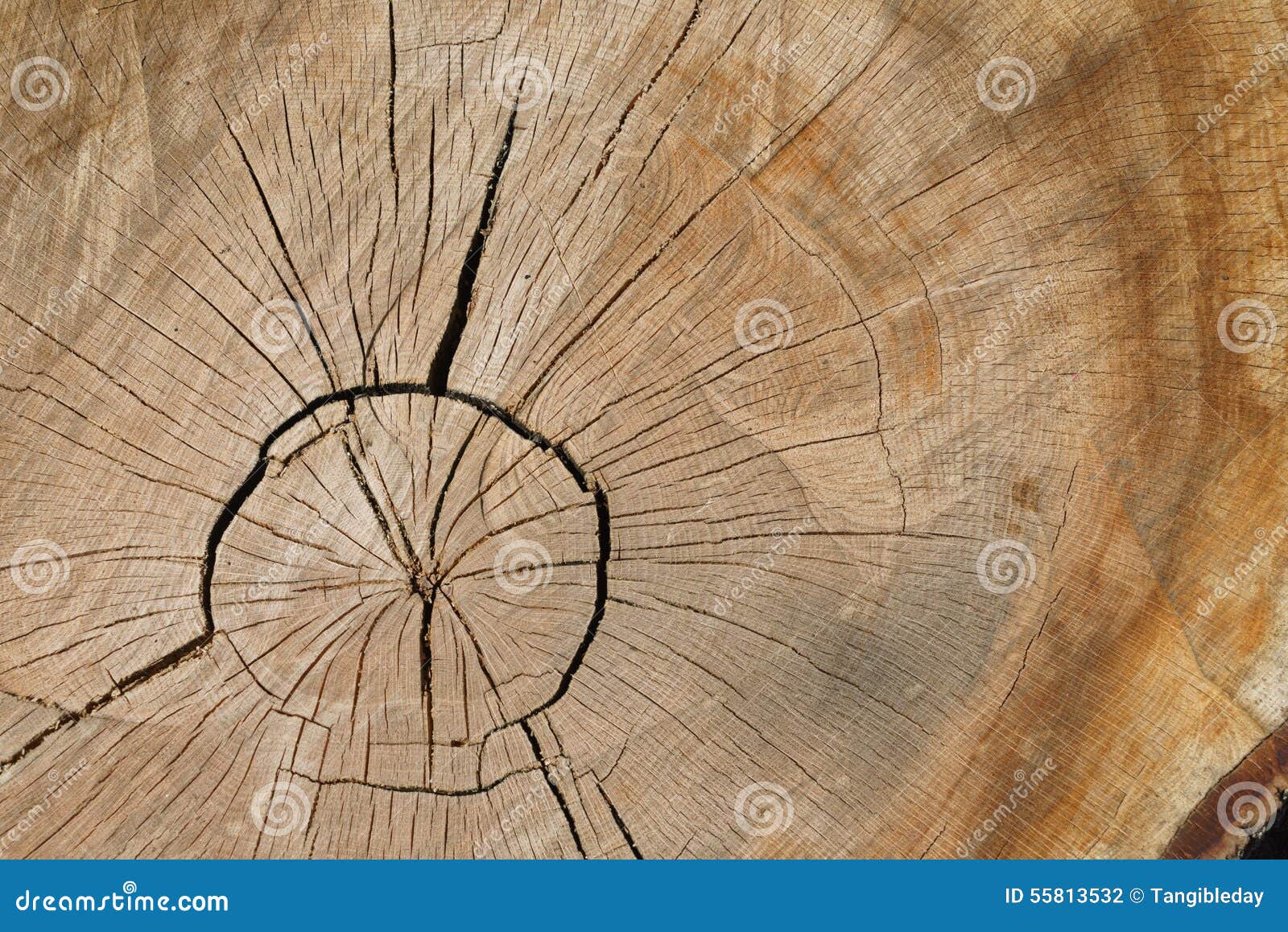 Wood Cracks stock photo. Image of view, bark, ring, worn - 55813532