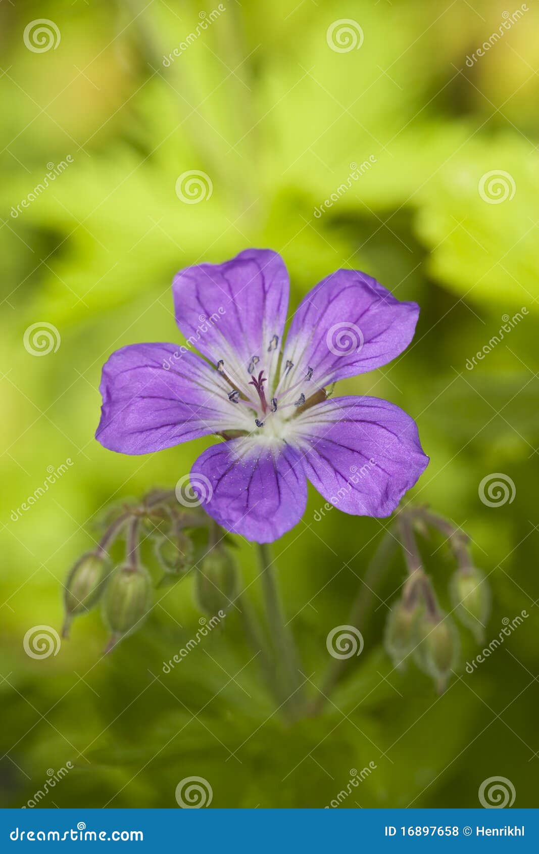 Wood Cranesbill (Geranium Sylvaticum) Stock Photo - Image of beauty ...