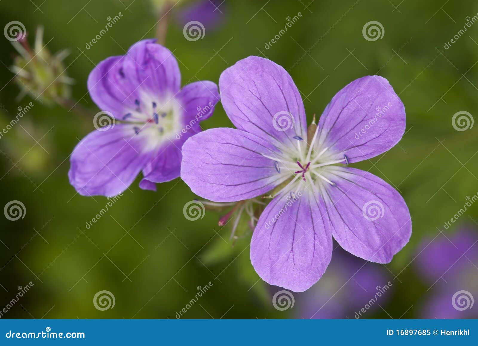 Wood Cranesbill (Geranium Sylvaticum) Stock Image - Image of horizontal ...