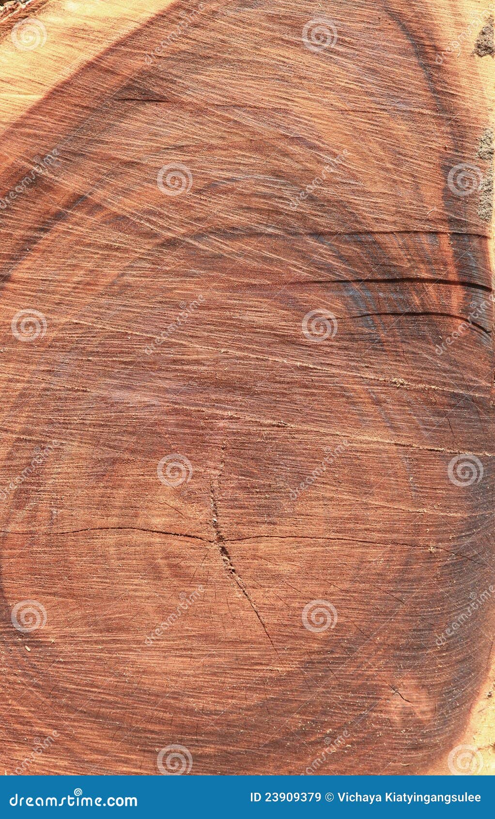 Wood Cross Section stock image. Image of detail, macro - 23909379