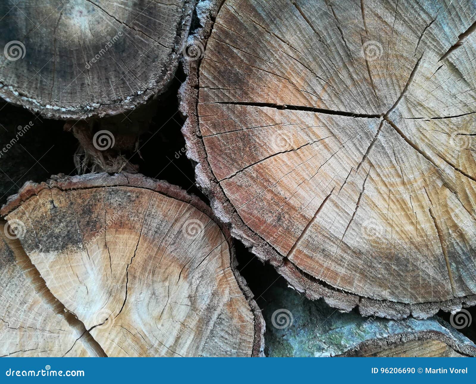Wood cross section stock photo. Image of tree, cross - 96206690