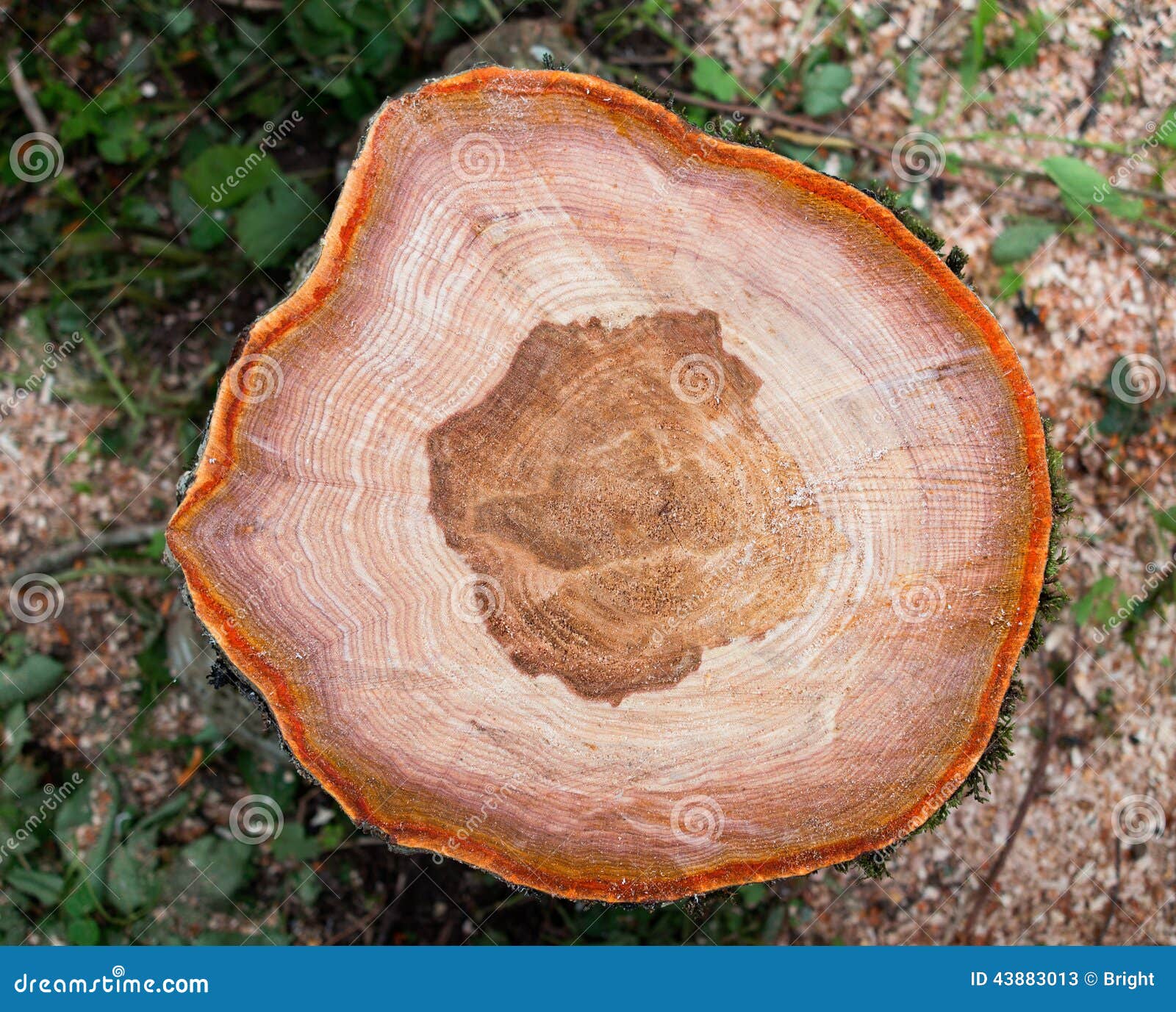 Wood Cross-Section stock image. Image of fresh, timber - 43883013