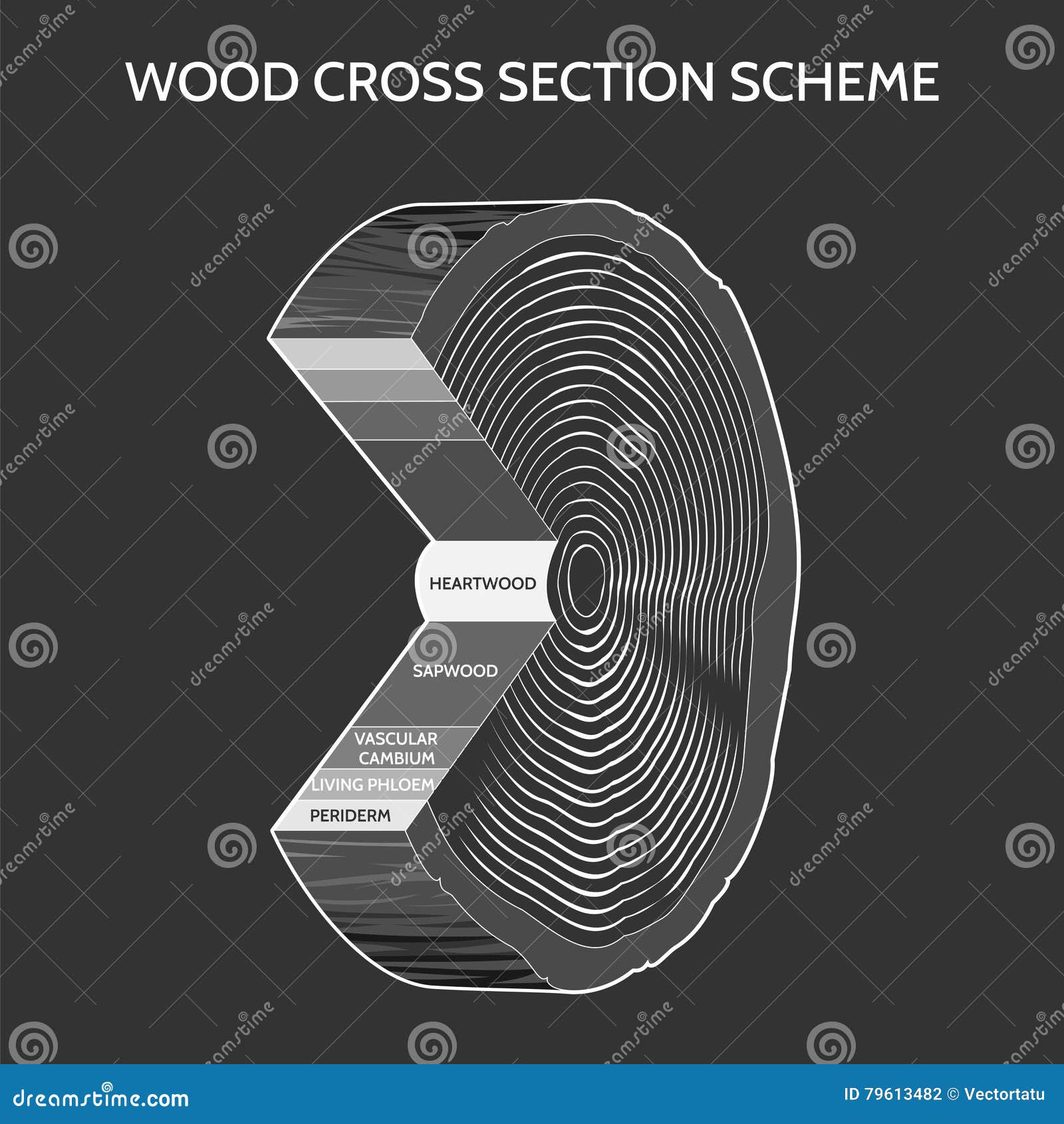 Wood cross section scheme stock vector. Illustration of sapwood - 79613482 Wood cross section scheme stock vector. Illustration of sapwood - 79613482