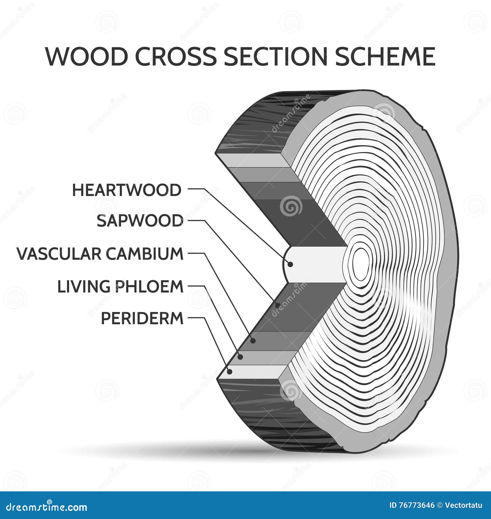 Wood cross section scheme stock vector. Illustration of logo - 76773646