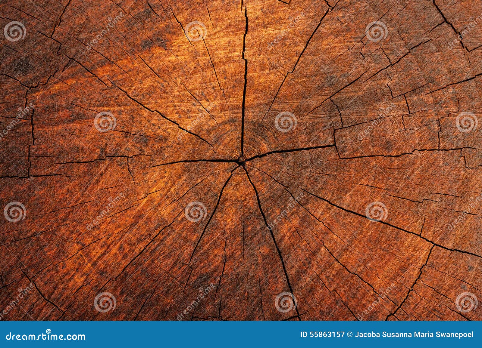 Wood Cross-section Texture Stock Image | CartoonDealer.com #55863157