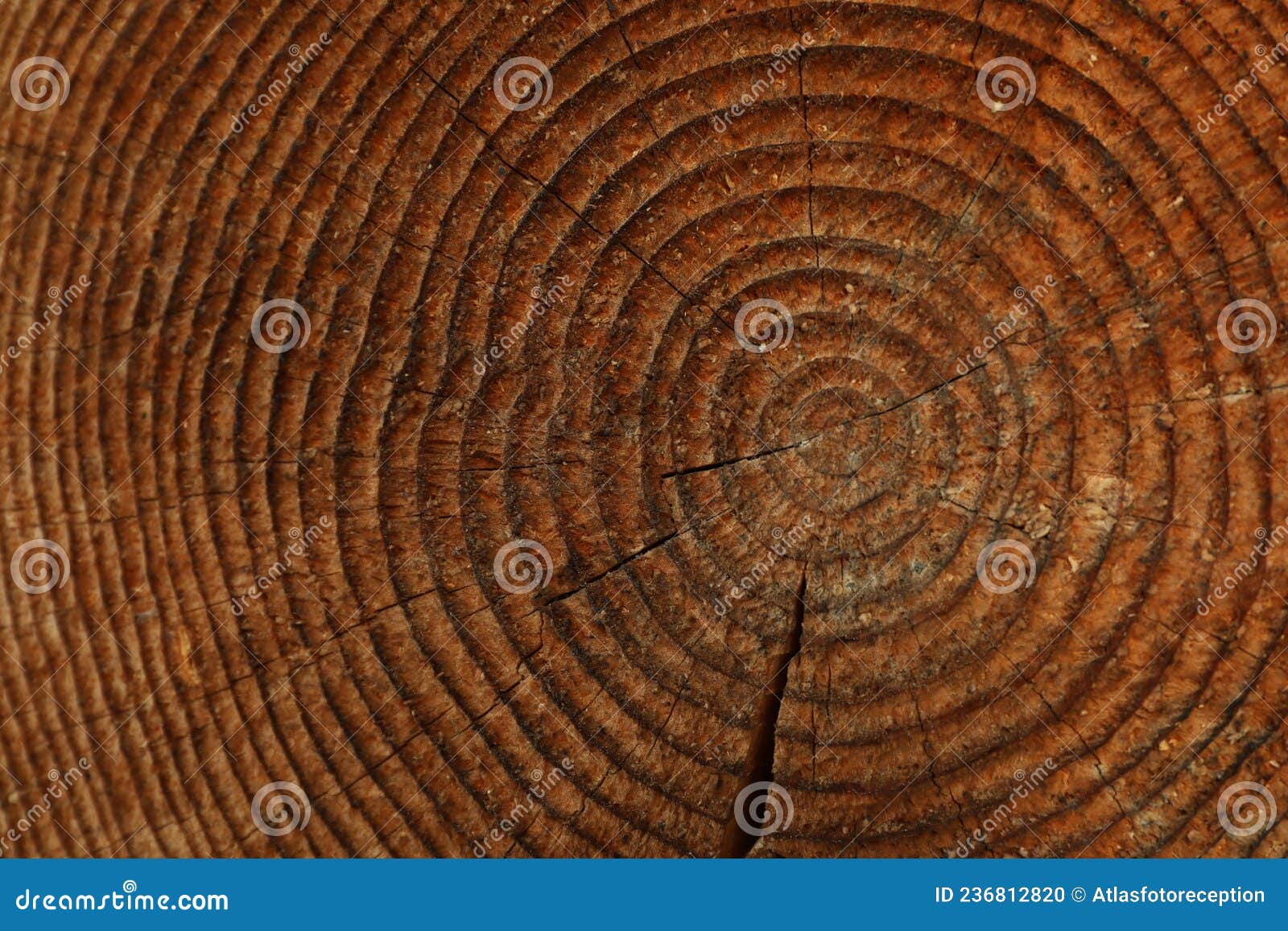 Wood Cross Section Texture or Surface, Macro Stock Photo - Image of ...