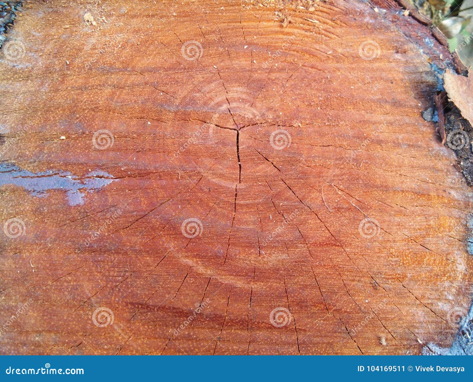 Wood cut/logs. stock image. Image of kerala, jungle - 104169511