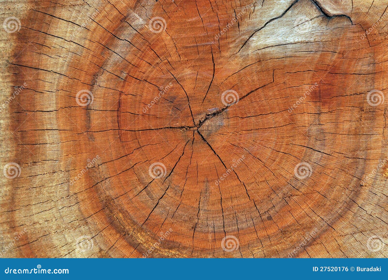 Wood cut texture stock photo. Image of plank, detail - 27520176