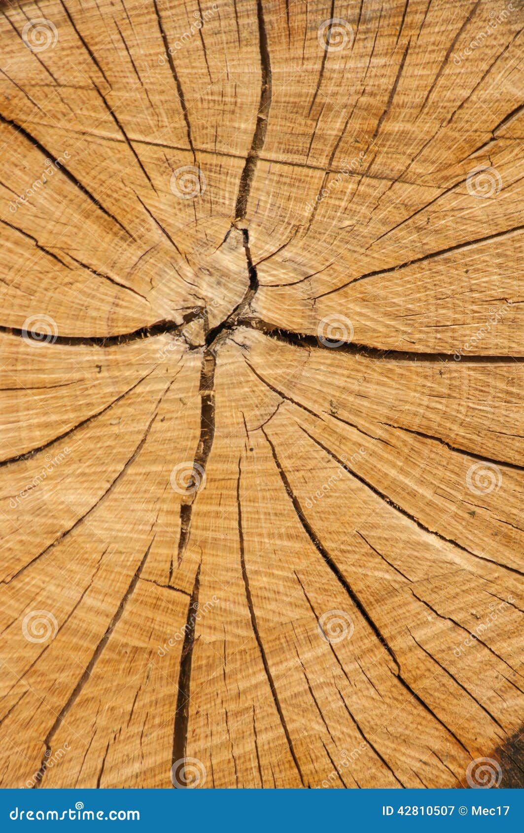 Wood cut texture stock image. Image of natural, pattern - 42810507