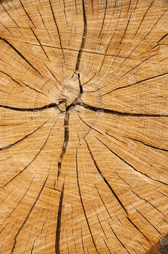 Wood cut texture stock image. Image of natural, pattern - 42810507