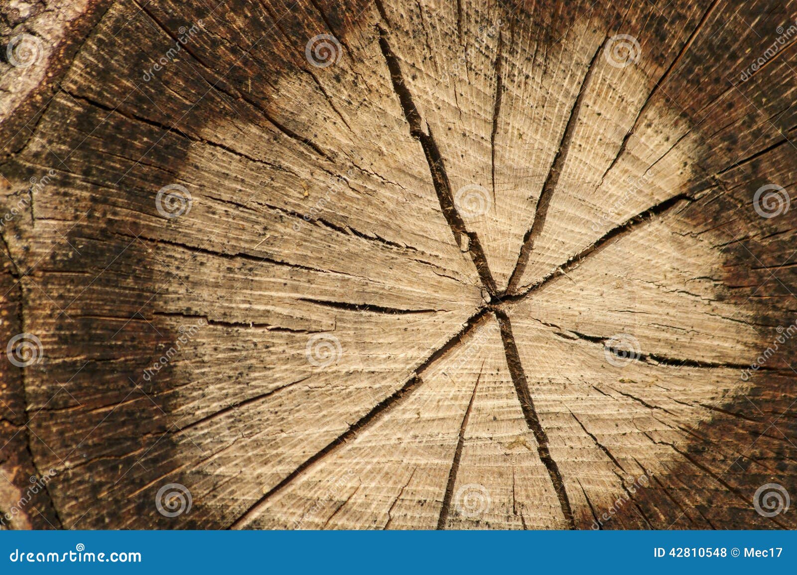 Wood cut texture stock photo. Image of carpenter, nature - 42810548