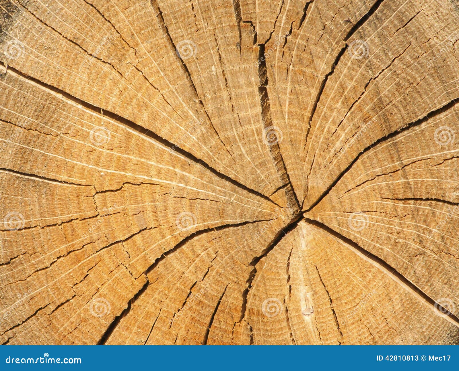 Wood cut texture stock image. Image of panel, rings, board - 42810813