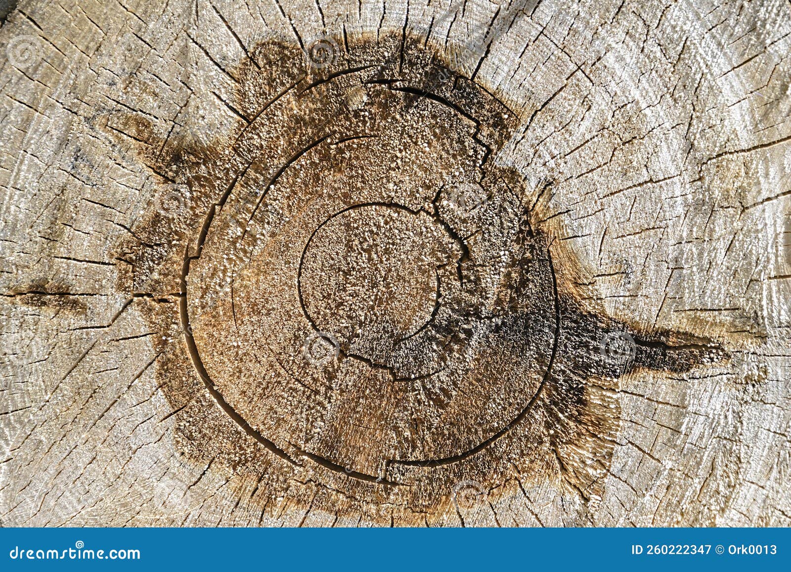 Wood cut texture stock image. Image of hardwood, material - 260222347