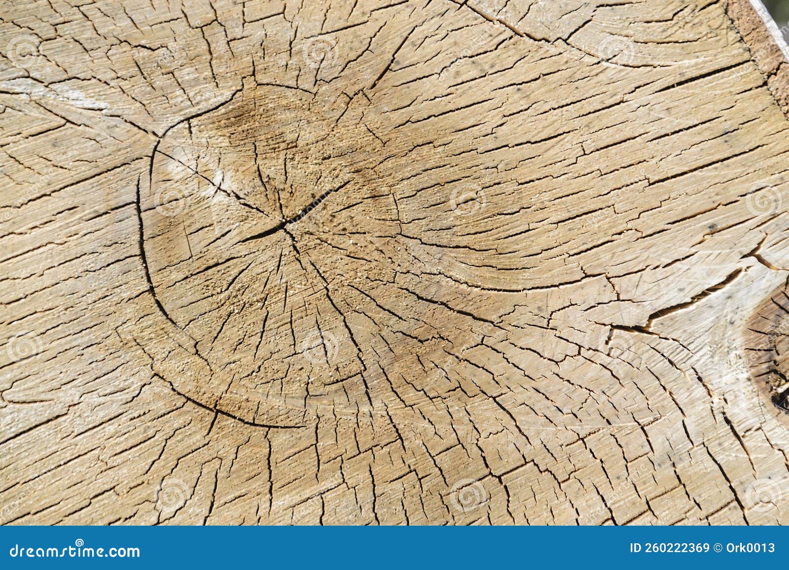 Wood cut texture stock image. Image of beige, industry - 260222369