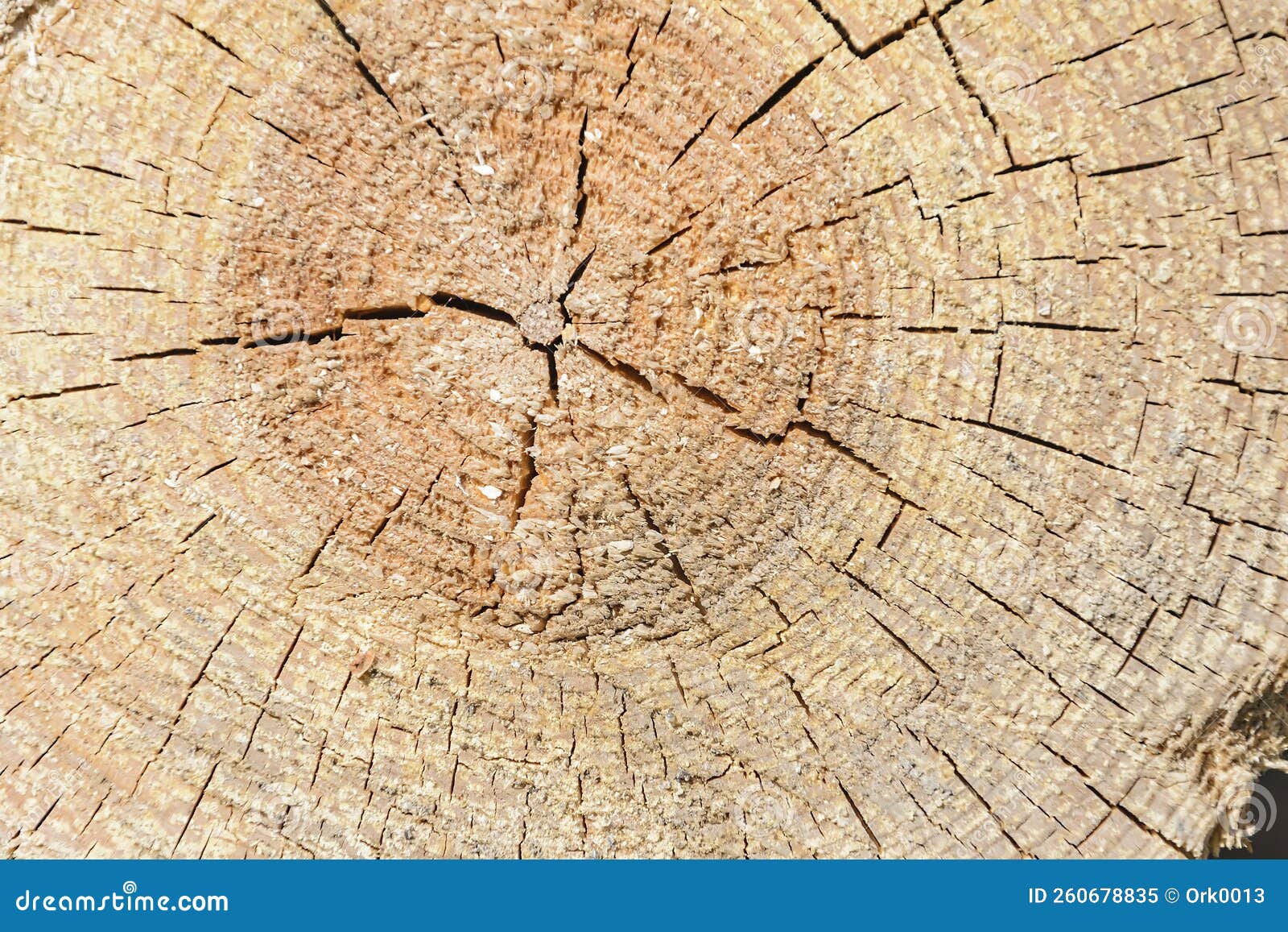 Wood cut texture stock image. Image of grow, rustic - 260678835
