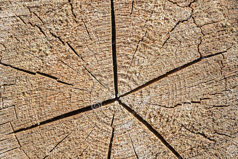 Wood cut texture stock image. Image of rustic, plank - 260006989