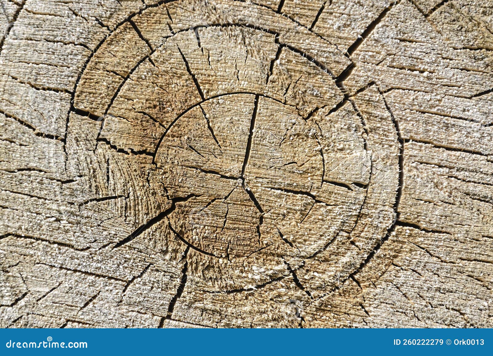 Wood cut texture stock image. Image of fracture, life - 260222279