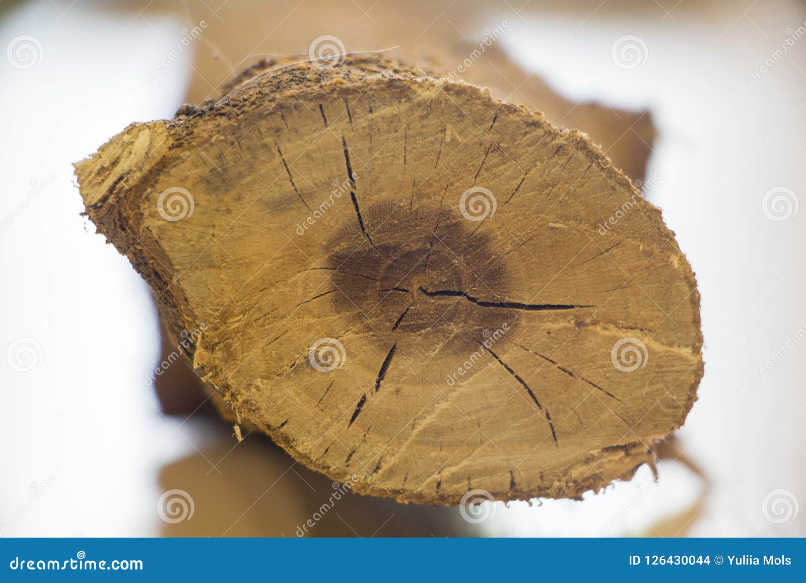 Wood stock photo. Image of cutaway, circle, white, yellow - 126430044