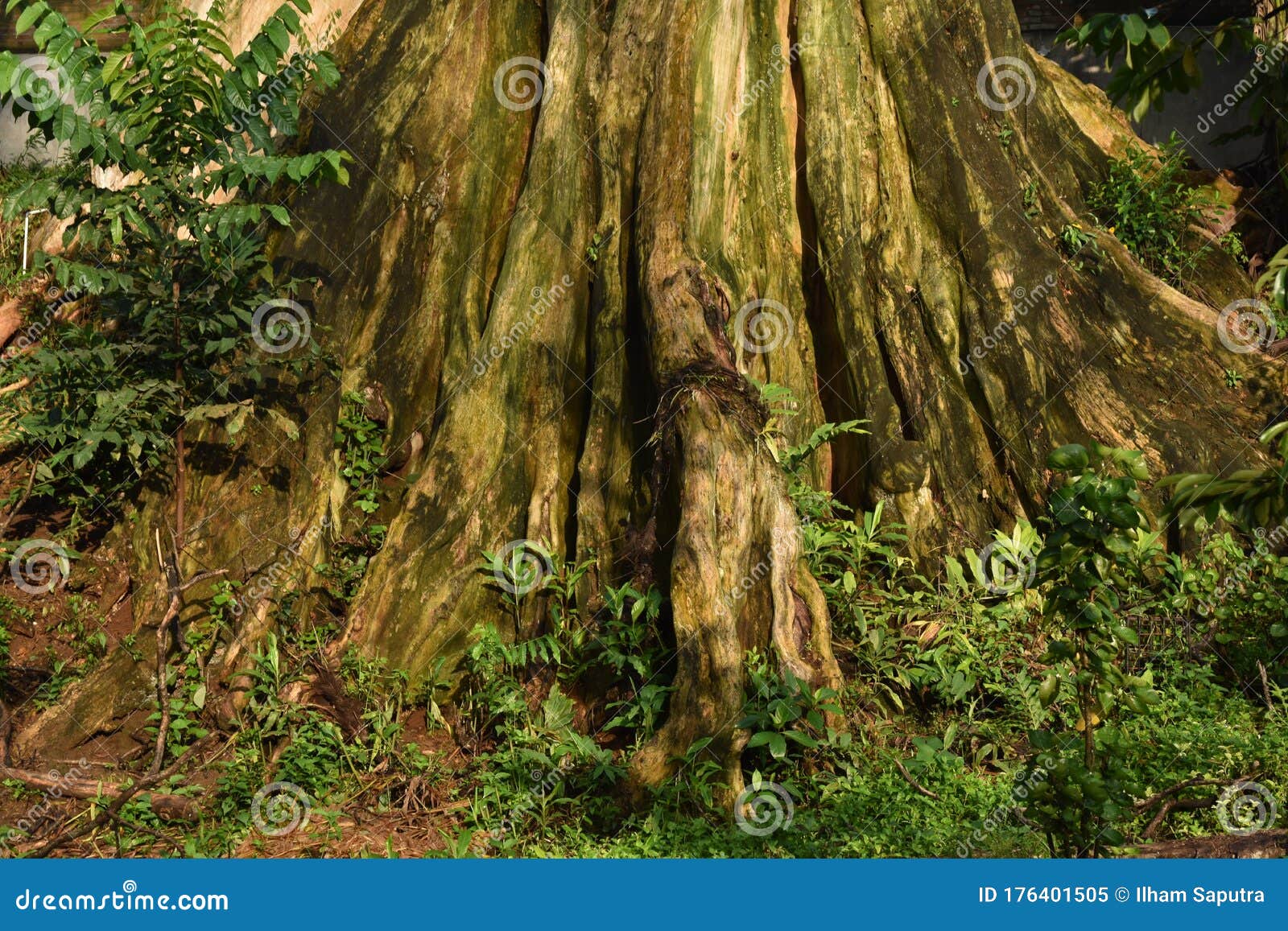 Wood Cutting of Ceiba Pentandra Tree Stock Image - Image of background ...