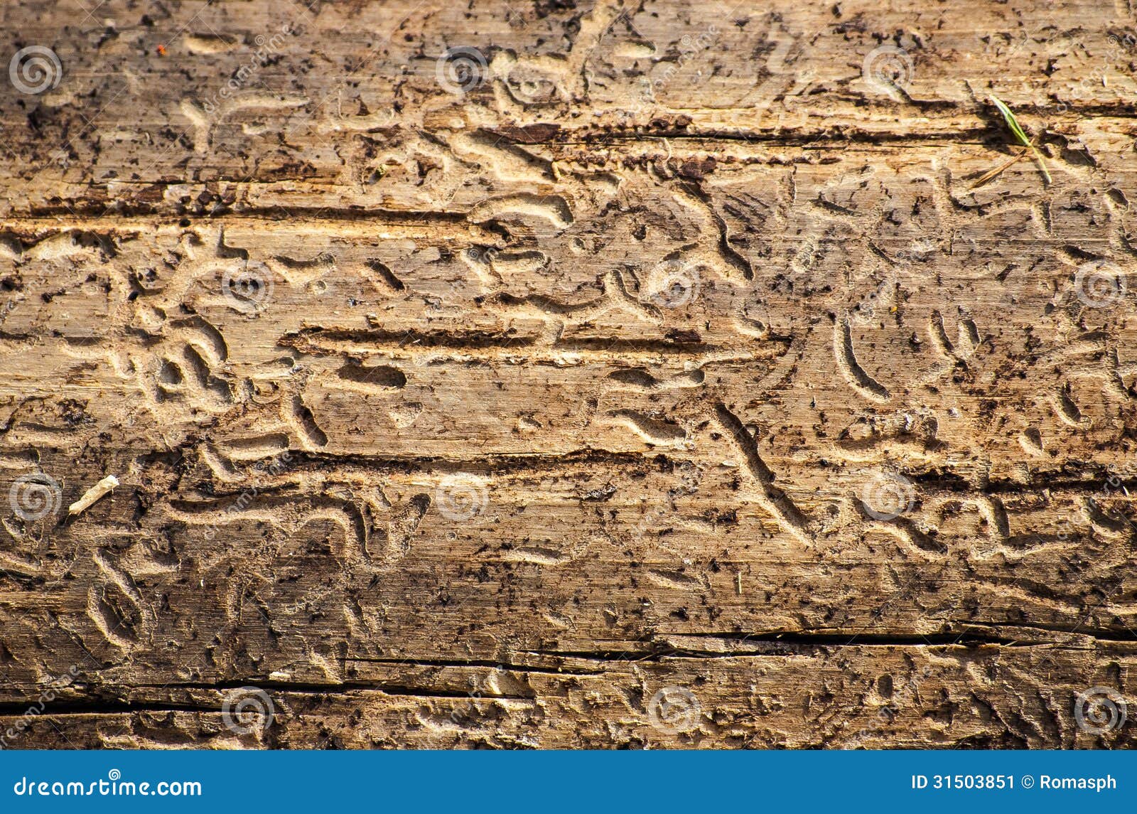 6,854 Beetle Texture Stock Photos - Free & Royalty-Free Stock Photos ...