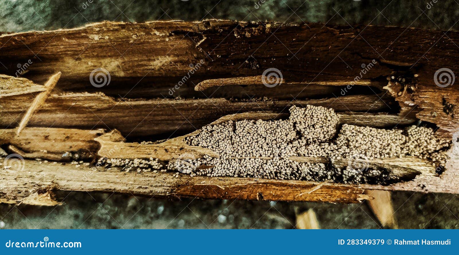 Wood Damaged and Perforated by Termite Infestation Stock Image - Image ...