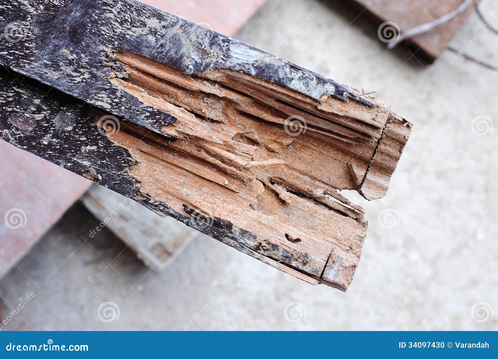 Wood damaged by termite stock photo. Image of lumber - 34097430
